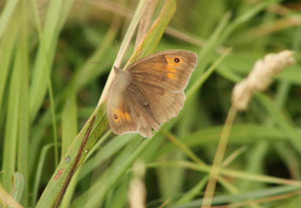 Above the River: Things with wings