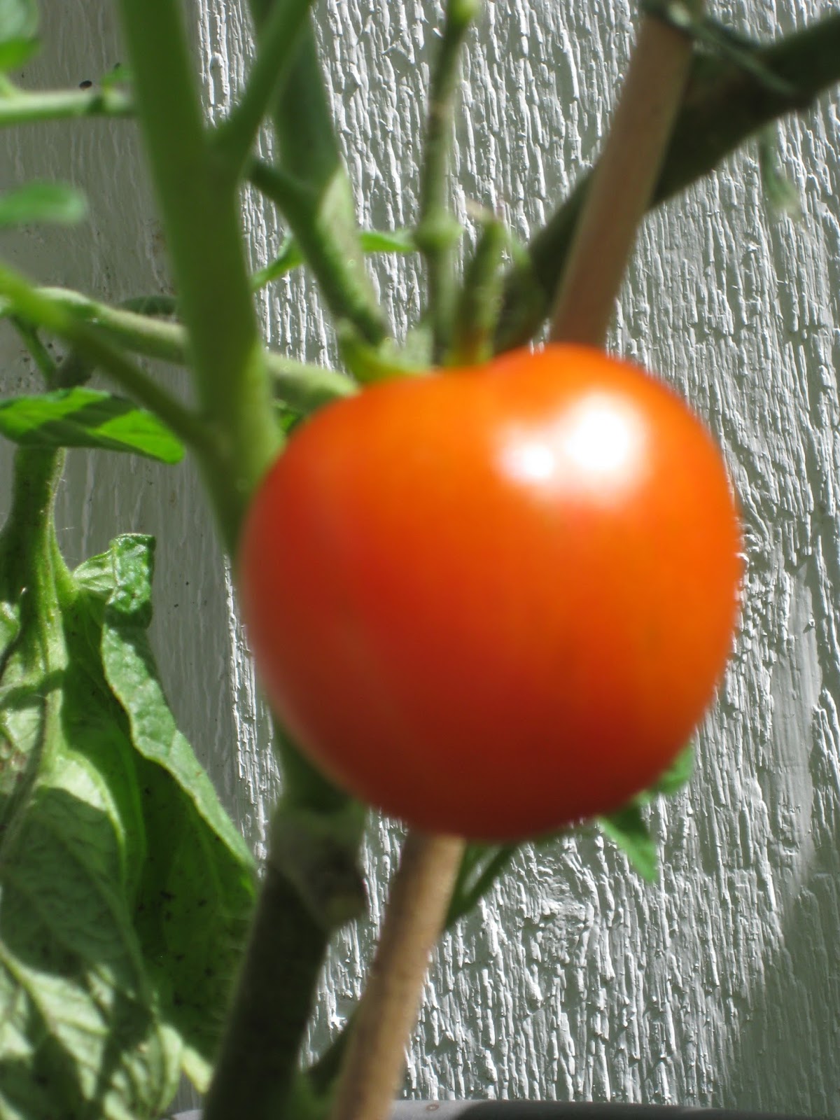 ealdoras frö: Tomater