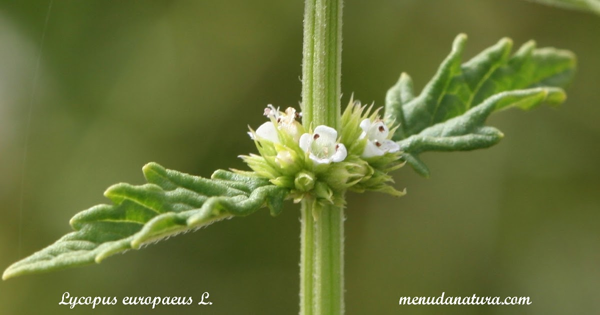 Menuda Natura: Lycopus europaeus L.