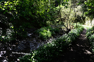 Ramsey Daily Photo : Ballure Glen