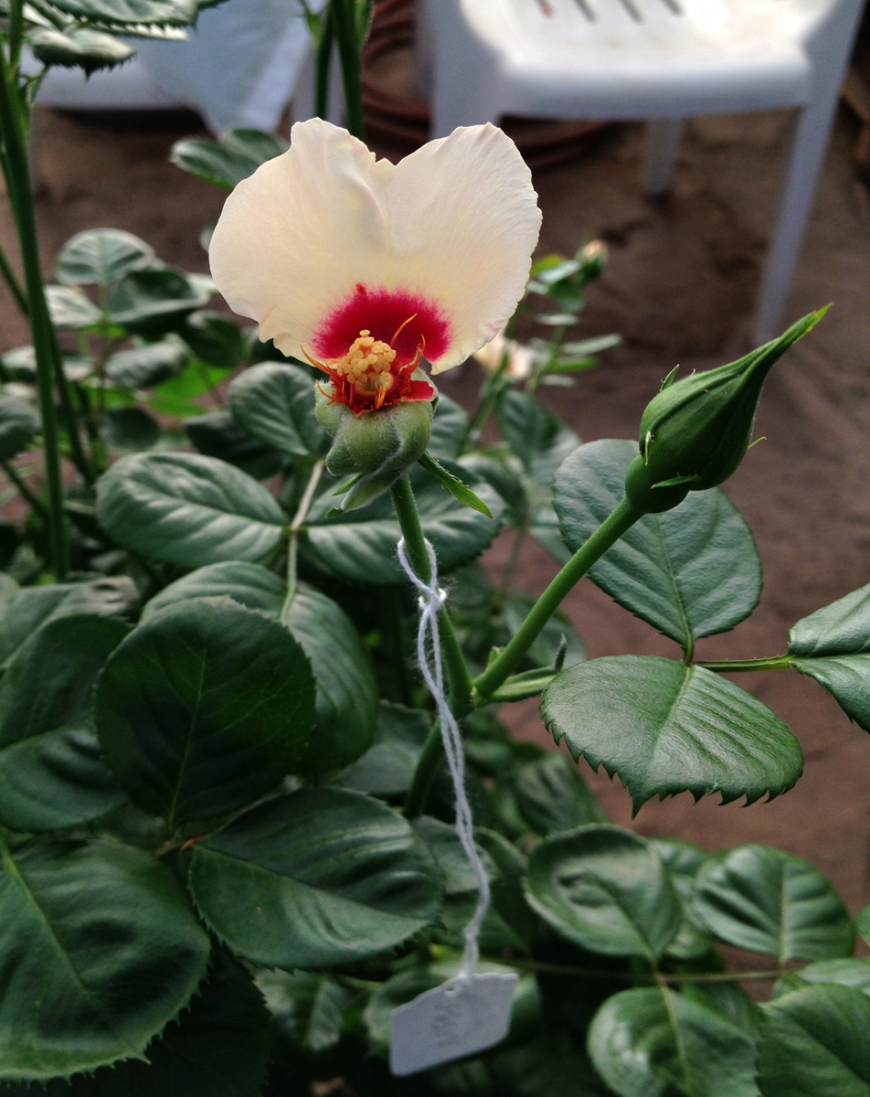 Rose Hybridizing: Roses - Yesterday, Today, and Tomorrow