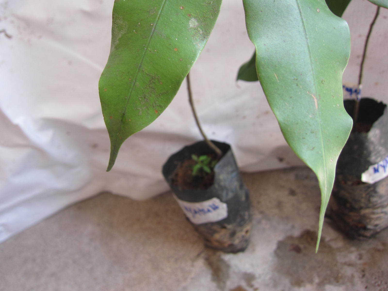 Dari Hutan ke Bandar...: KENALI SPESIS BENIH POKOK BUKAN MERANTI