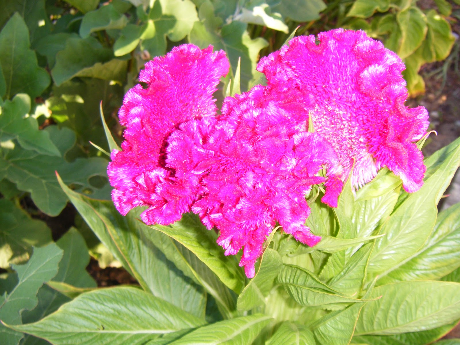 Costa de la Luz Gardening: Cresta de Gallo - mystery plant