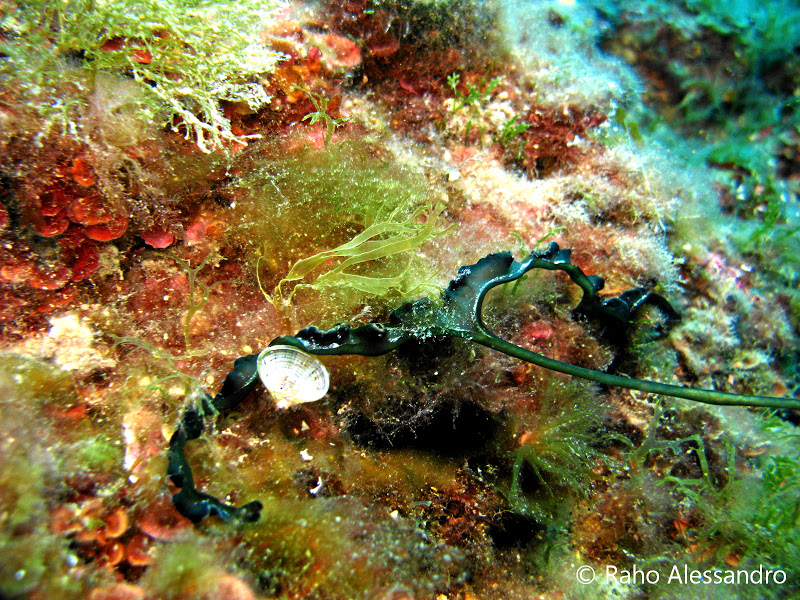 Necton e Plancton: Vermi: Bonellia