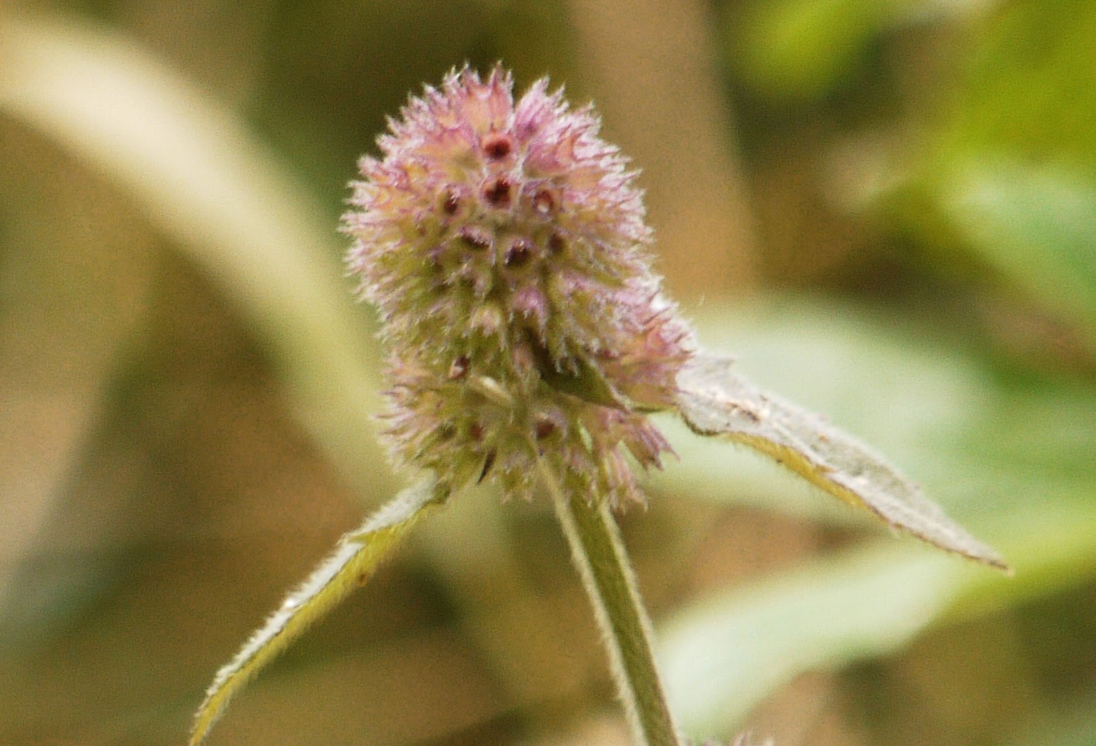 Tophill Low Nature Reserve: Botany