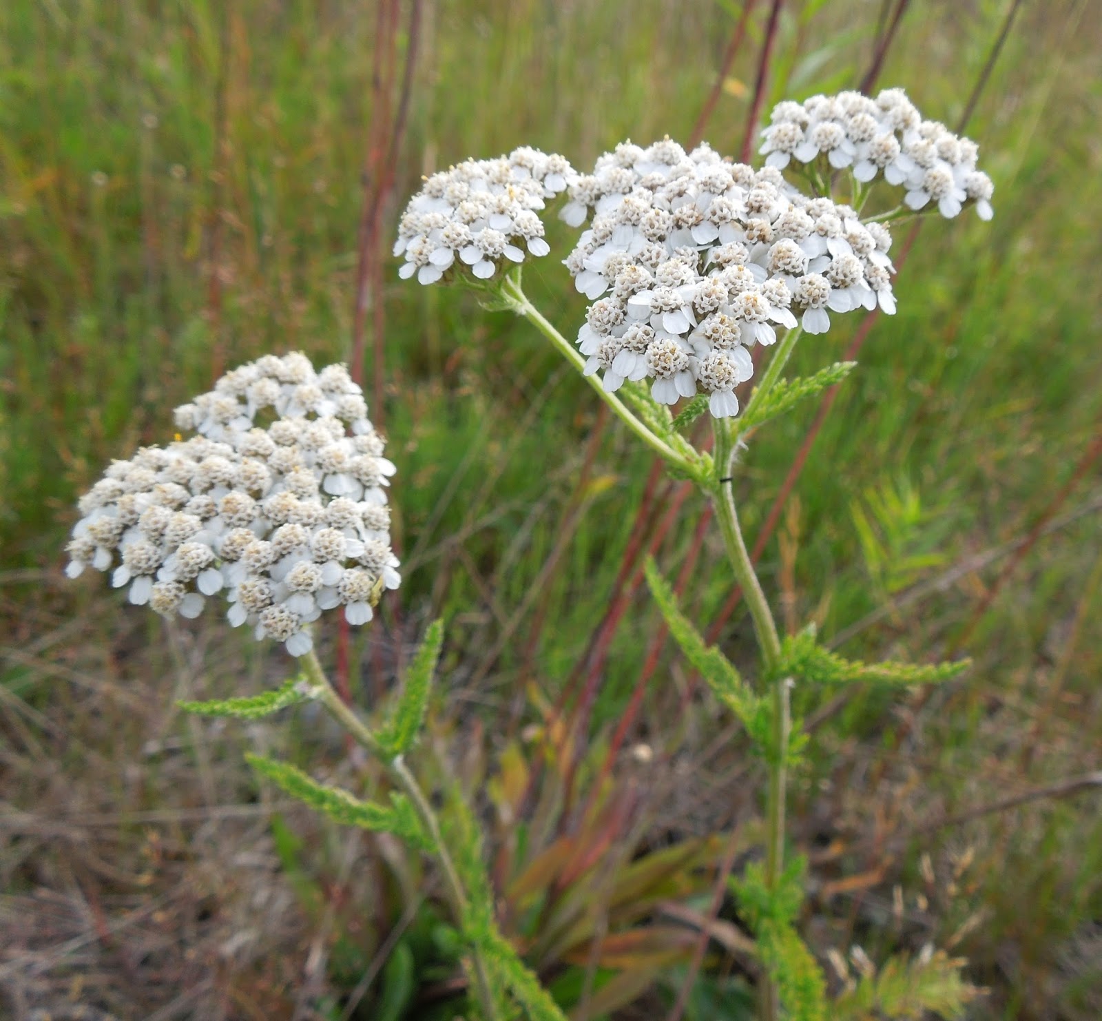 Wallpaper-HD-Blog: Common Yarrow