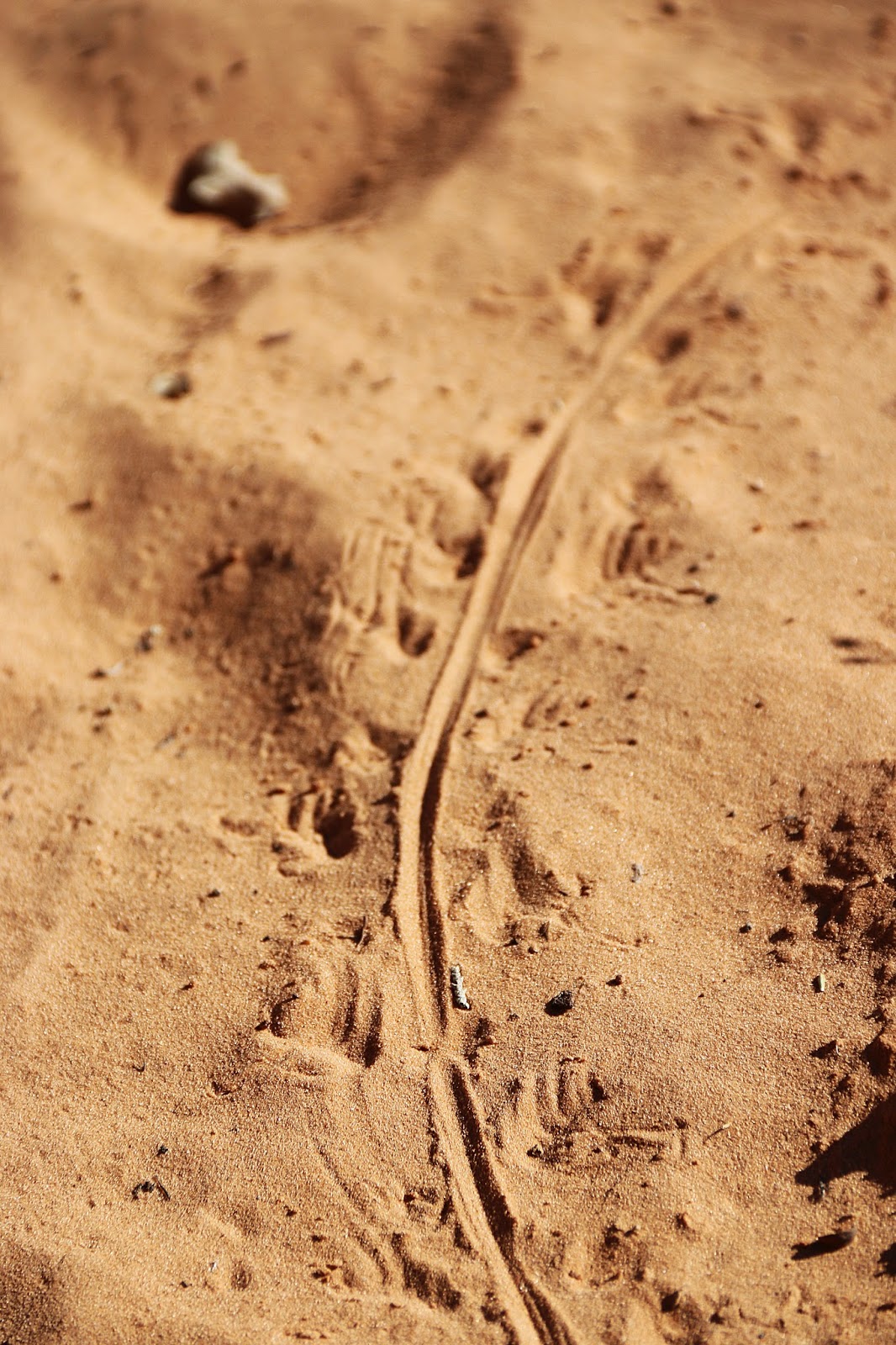 A is for Adventure: Mesa Arch and Neck Spring Trail at Canyonlands ...