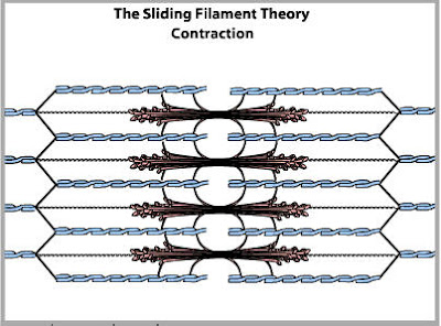 Movement (Muscles and Bones): Sliding Filament Theory