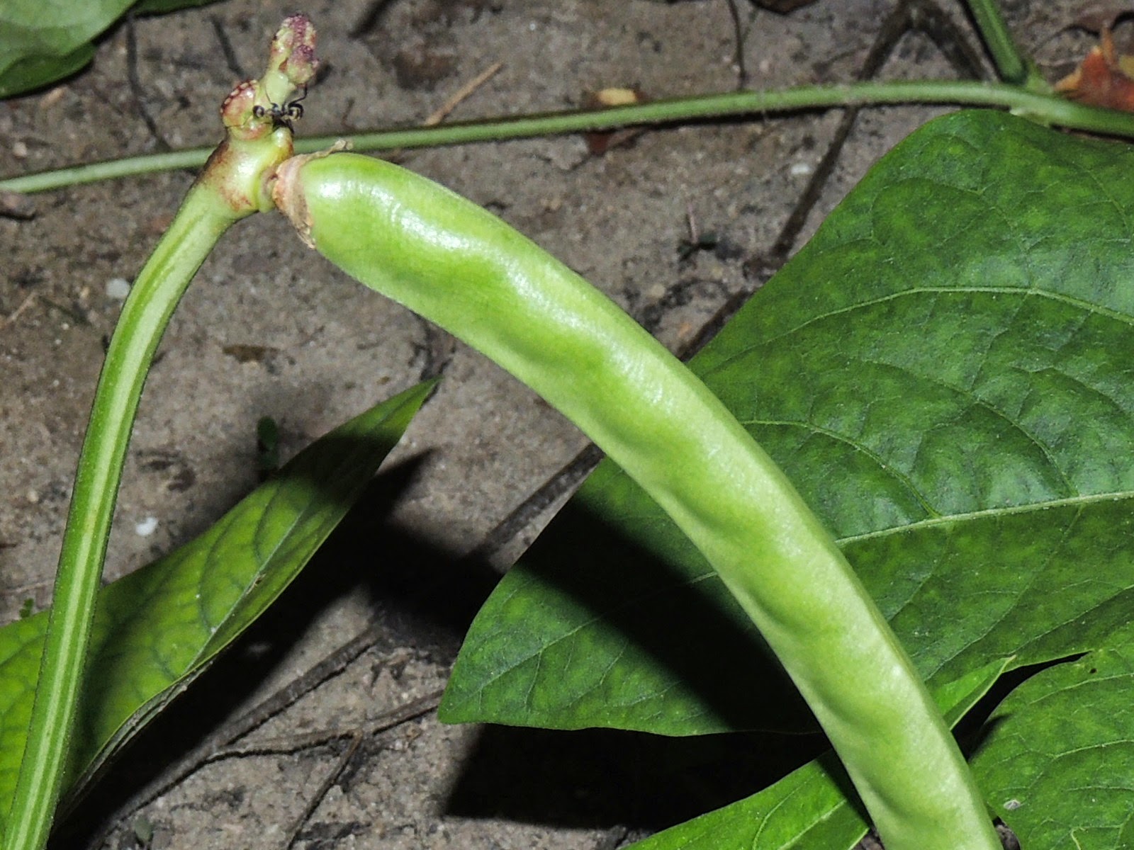 Fabaceae - Leguminosae no Brasil: Fabaceae - Vigna unguiculata (L ...