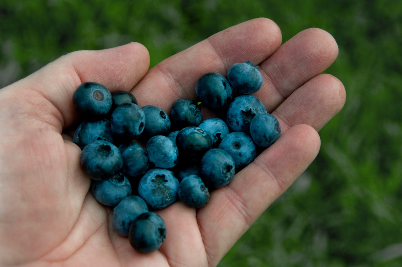 Bailey's Buddy: Blueberries, Nature's Blue Jewels - Photos by Bob Kelly