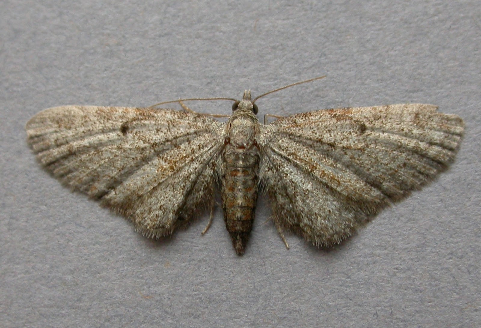 Grampy Bustard: Reed-bed goodies