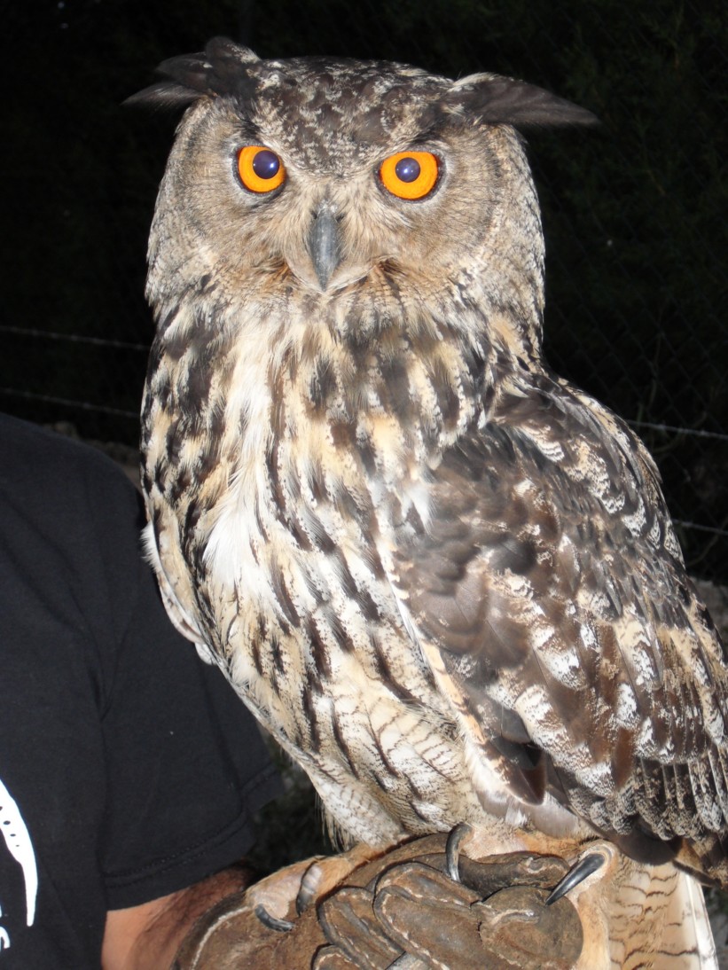 Grup 3, crèdit síntesi