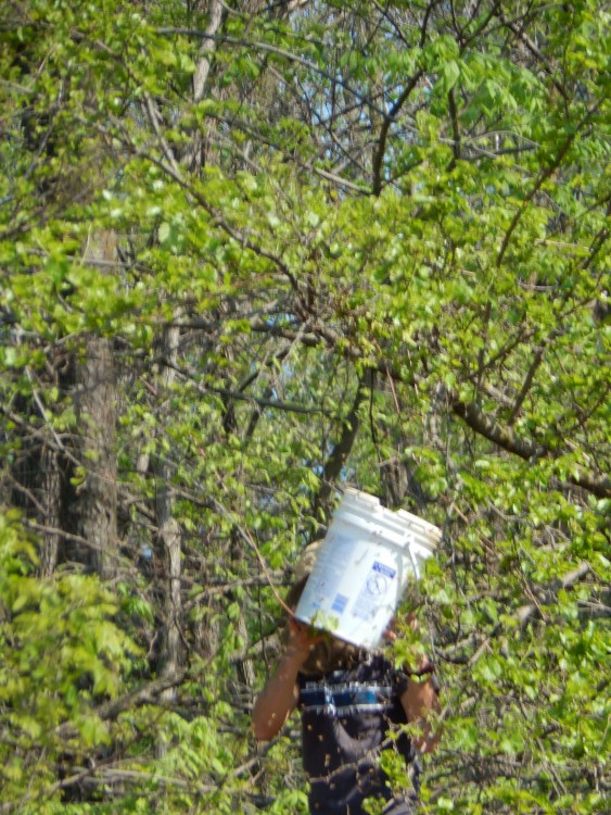 Thy Hand Hath Provided: Catching Spring Swarms (With Lots of Pictures)
