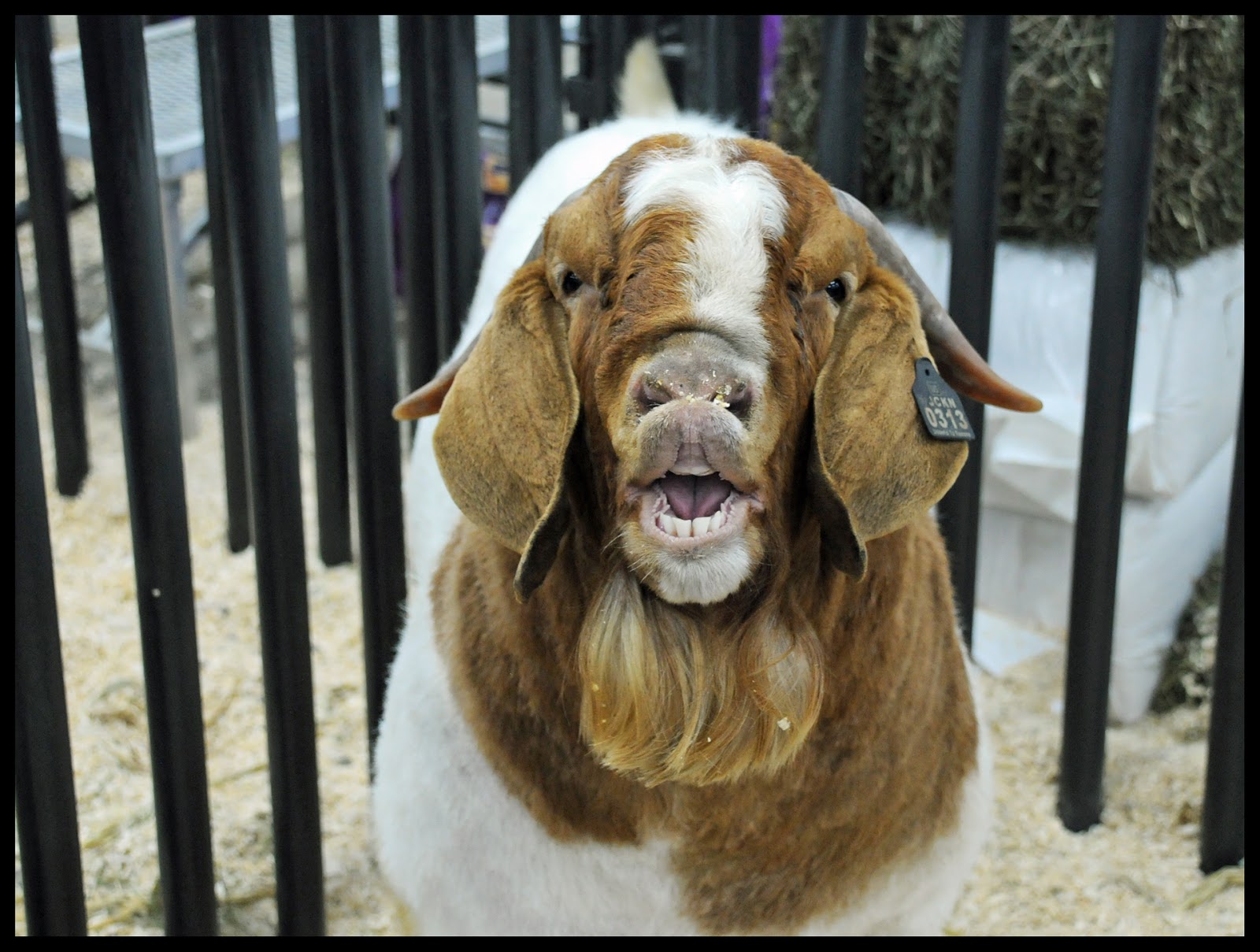 David Hoyt's Blog: One Weird Goat