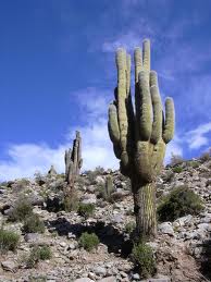 Lecturas: LEYENDA DEL CARDÓN