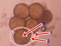 biojojo: Pembuatan Preparat Polen Bunga