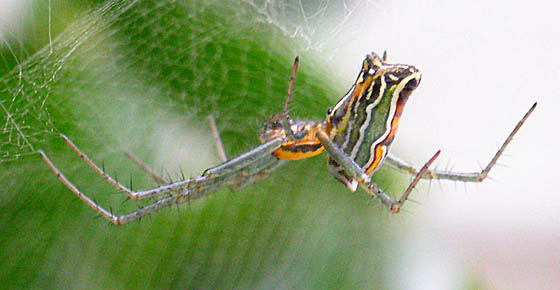 Araneidae – Variety of Life