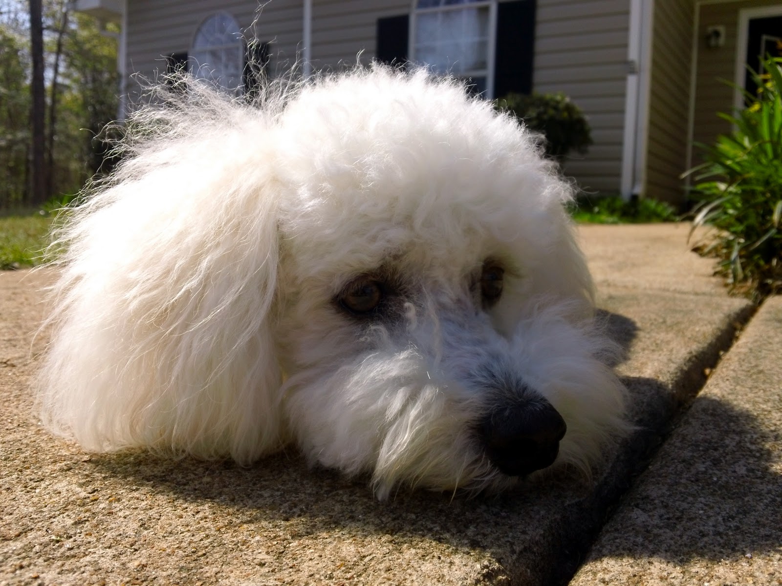 The Villamor Family: small furry dogs....