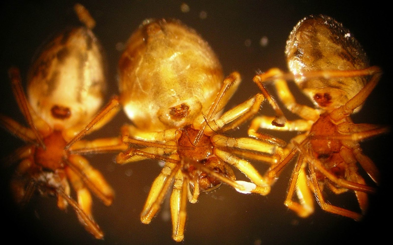 Adventures Of A Pine Cone Spider Collector: 14-Oct-2015 Everett ...