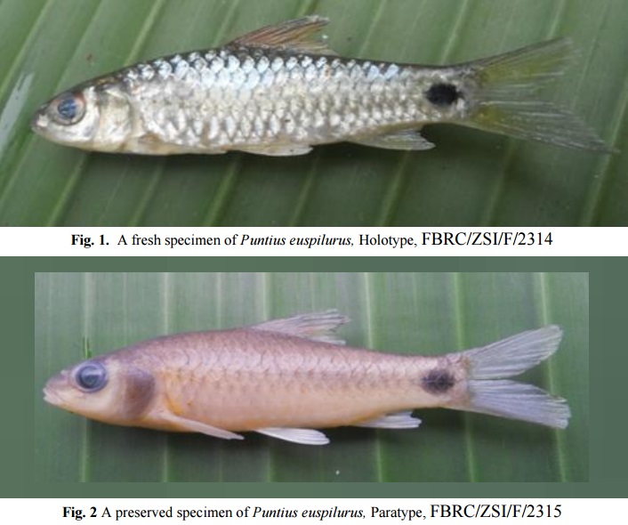 Species New to Science: September 2016