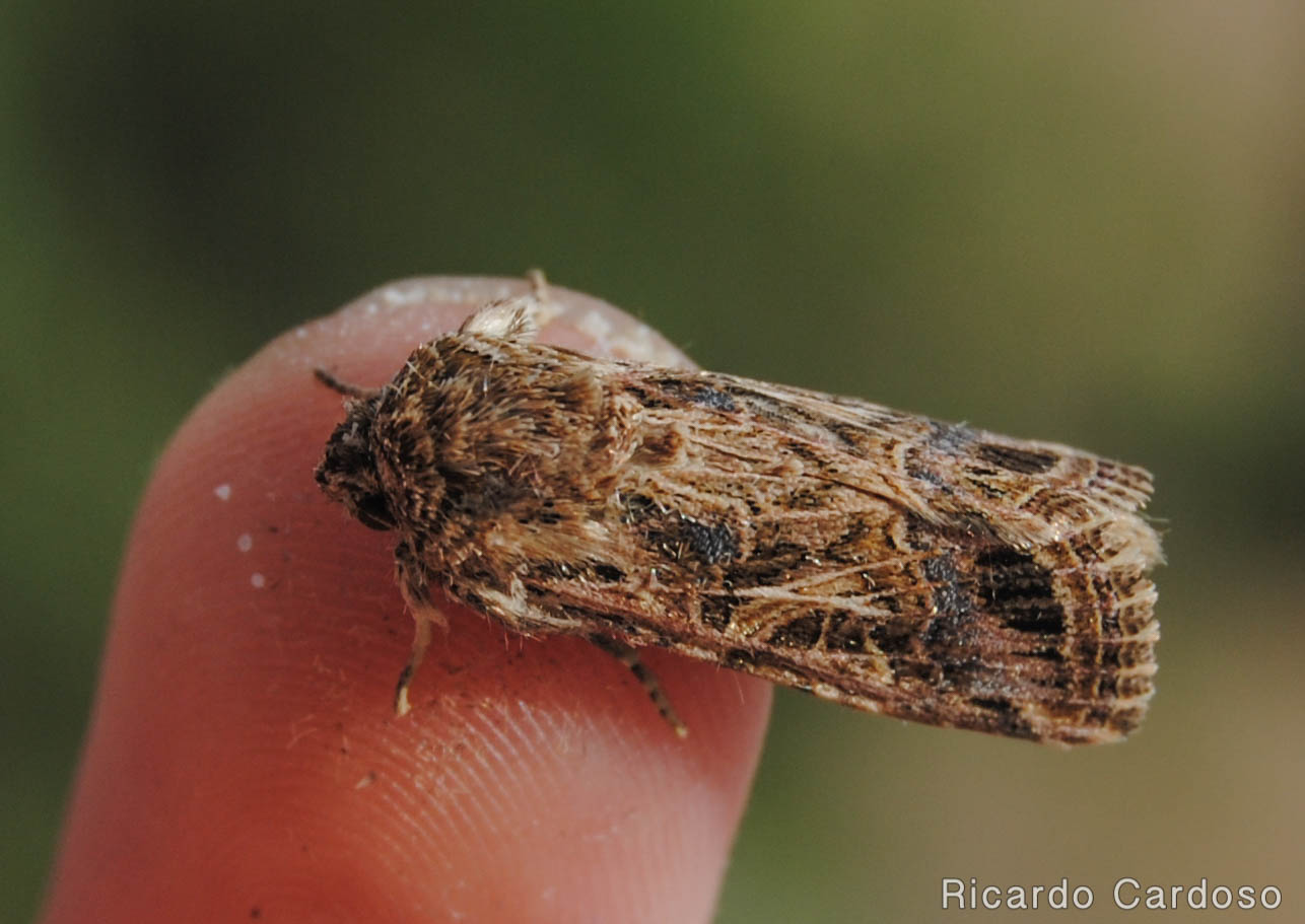 Familia de Lagartas: Spodoptera littoralis