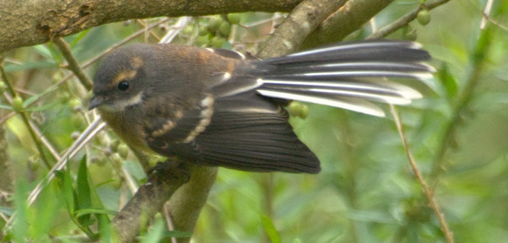 Birds Ensay East Gippsland Victoria Australia: Birds Tas,Vic,NSW and Qld