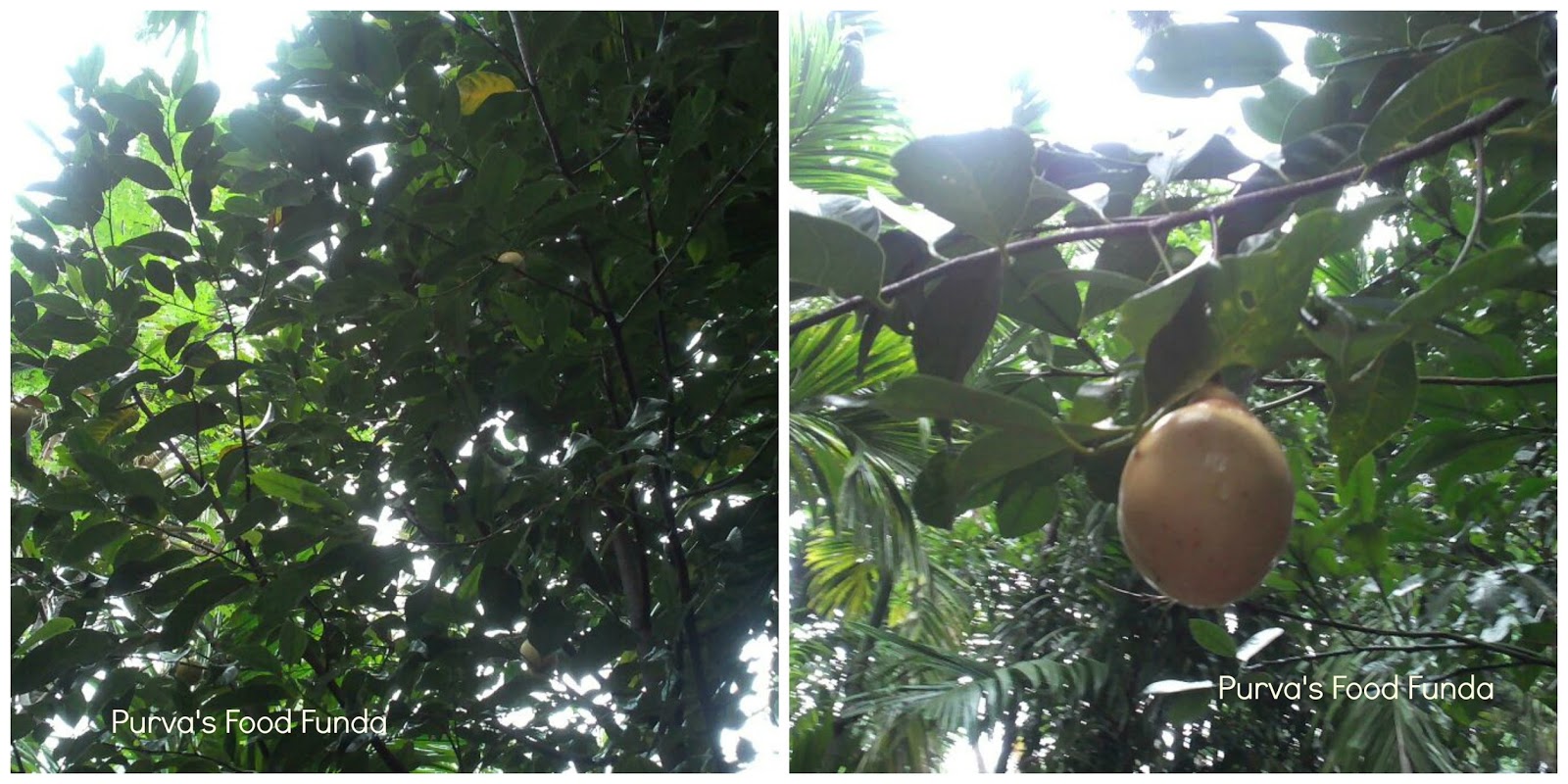 Food Funda: Jayfal Murabba (Nutmeg Fruit Murabba/Jam)