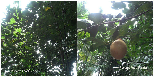 Food Funda: Jayfal Murabba (Nutmeg Fruit Murabba/Jam)