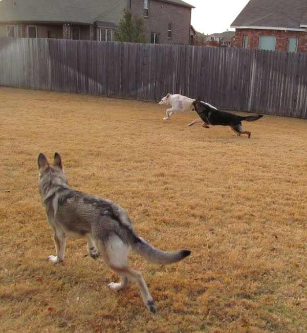 Kyrie the ISSA Shiloh Shepherd: The Sparta Girls!