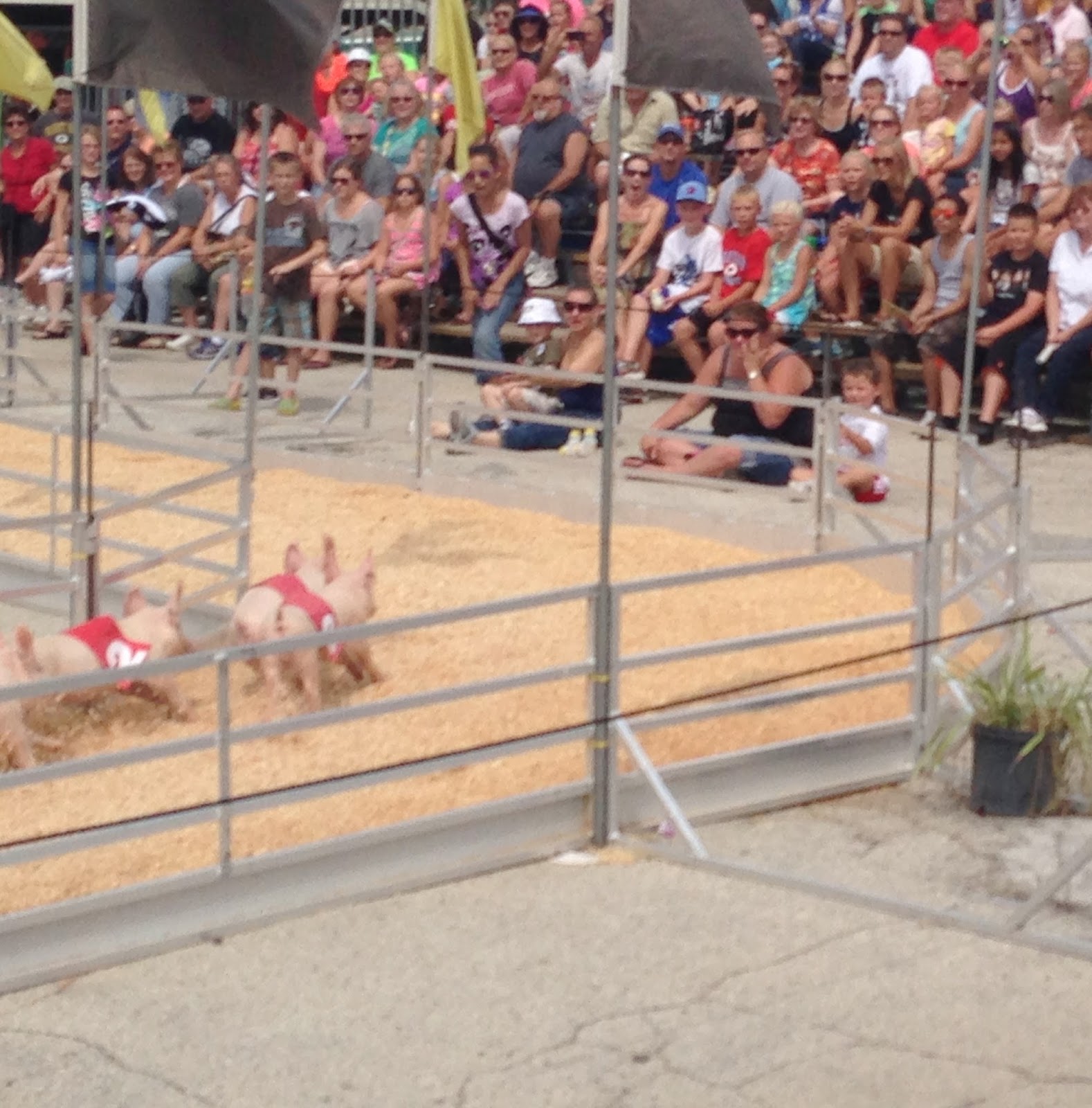 Marlo Junior: Wisconsin State Fair, Part I: Racing Pigs and Ducks