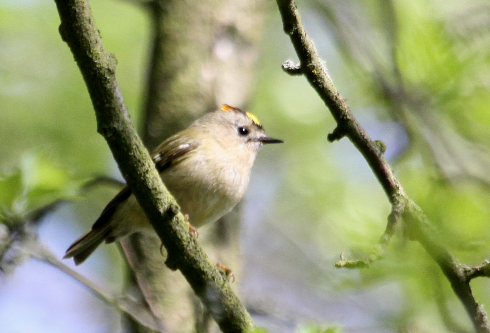 Birding with Flowers: White Triangle Bird