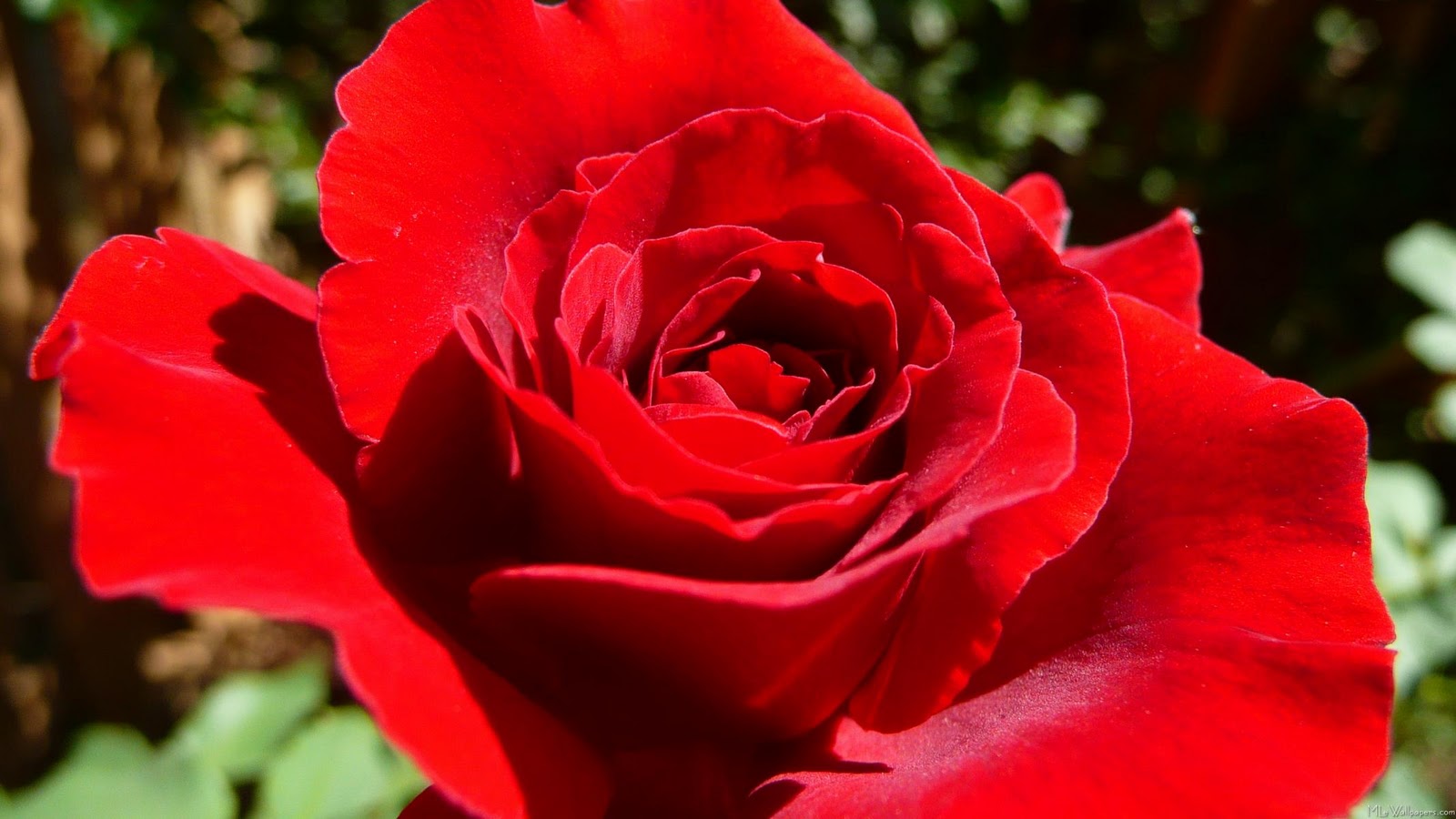 Flower Wallpapers | Flower Pictures | Red Rose | Flowers Gifts ...