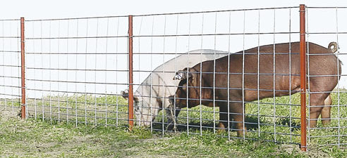 PGM 7th Grade STEM: Hogs? Are we growing hogs?