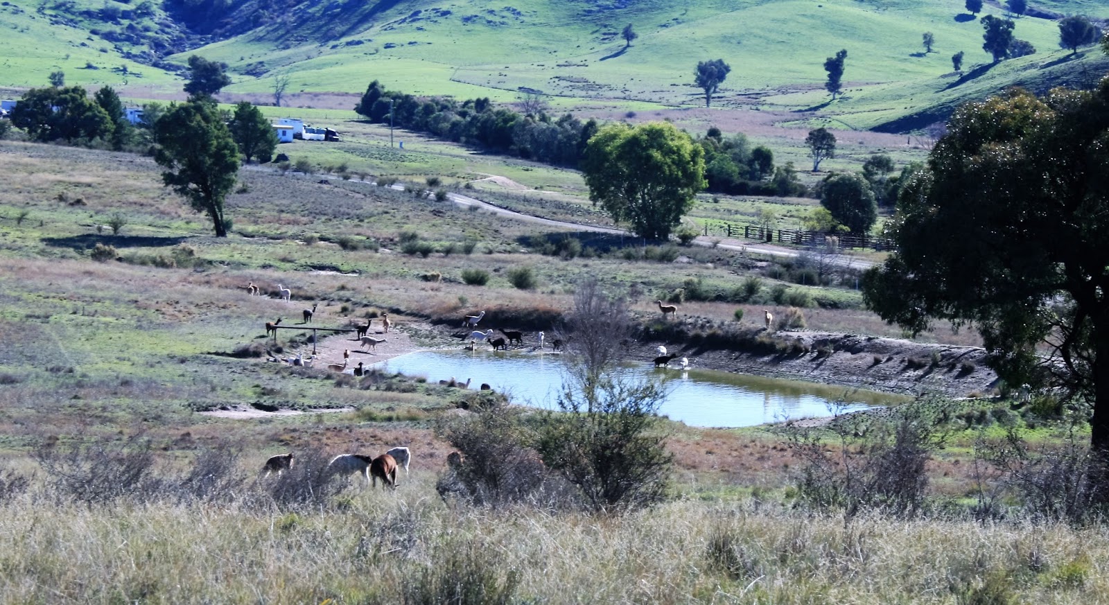 The Duck Hilton: Paddock Shuffle