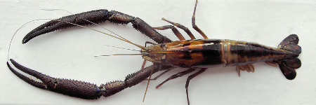 BIOFLAGRANTES*: PITU