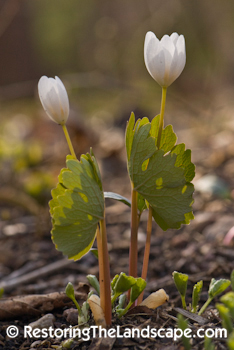 Restoring The Landscape With Native Plants: Native Plant of the Week ...