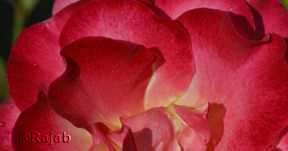 ABCD PRESS Rose Petals Upward N3768