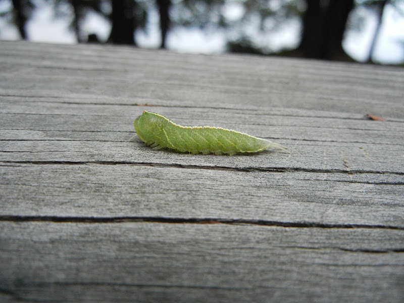GranWood Explores: Caterpillar Field Guide