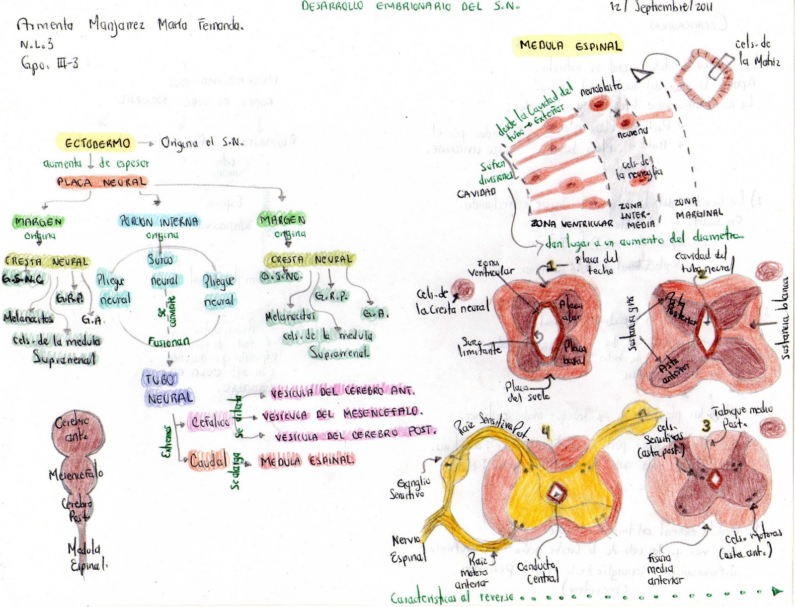 CURSO DE FISIOLOGÌA CON LABORATORIO.: ORIGEN EMBRIONARIO DEL S.N.C.