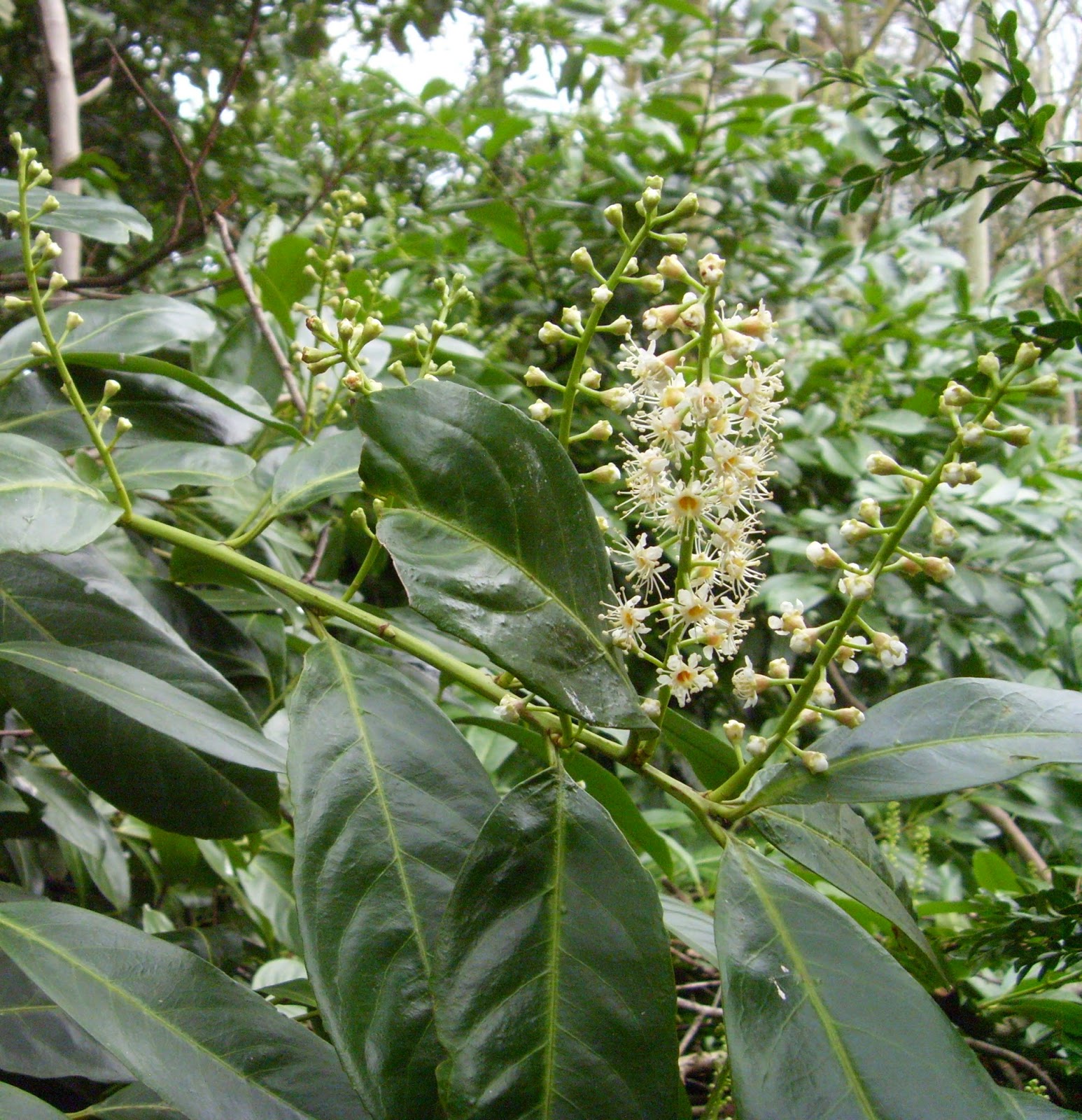 Michael Peverett: cherry laurel begins