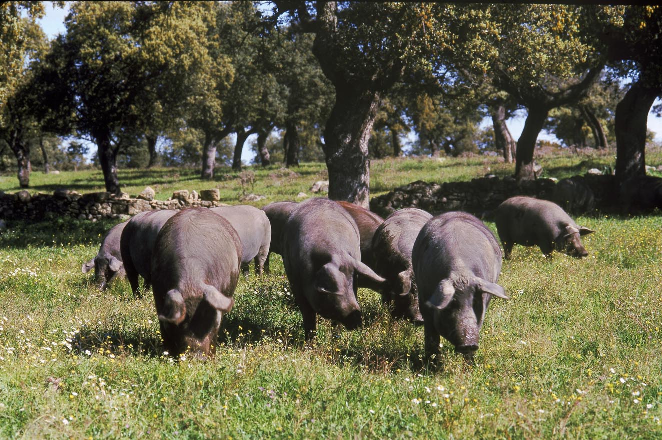 Gourmet Ibérico: Como podemos elegir un buen jamón