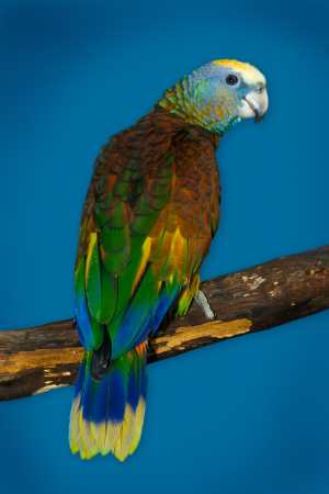 Saint Vincent and the Grenadines: The St.Vincent Parrot’s Home