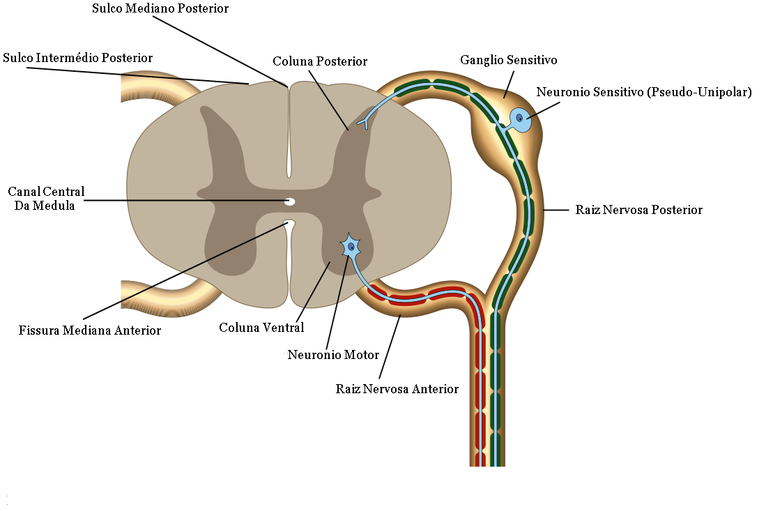 Medicina In Situ: NEUROANATOMIA - MEDULA ESPINHAL