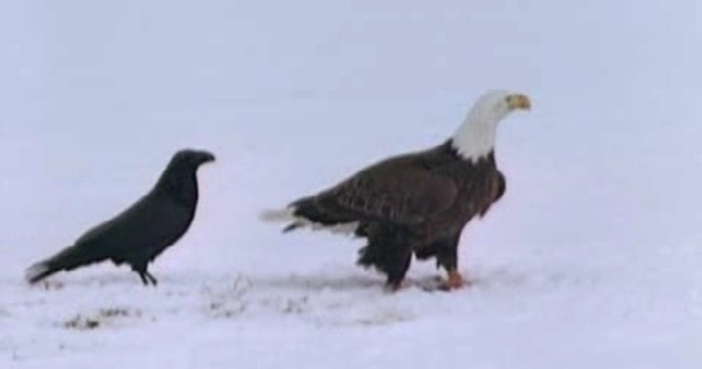 White Wolf : ( Raven Intelligence) This Raven Knows Exactly Whats It's ...