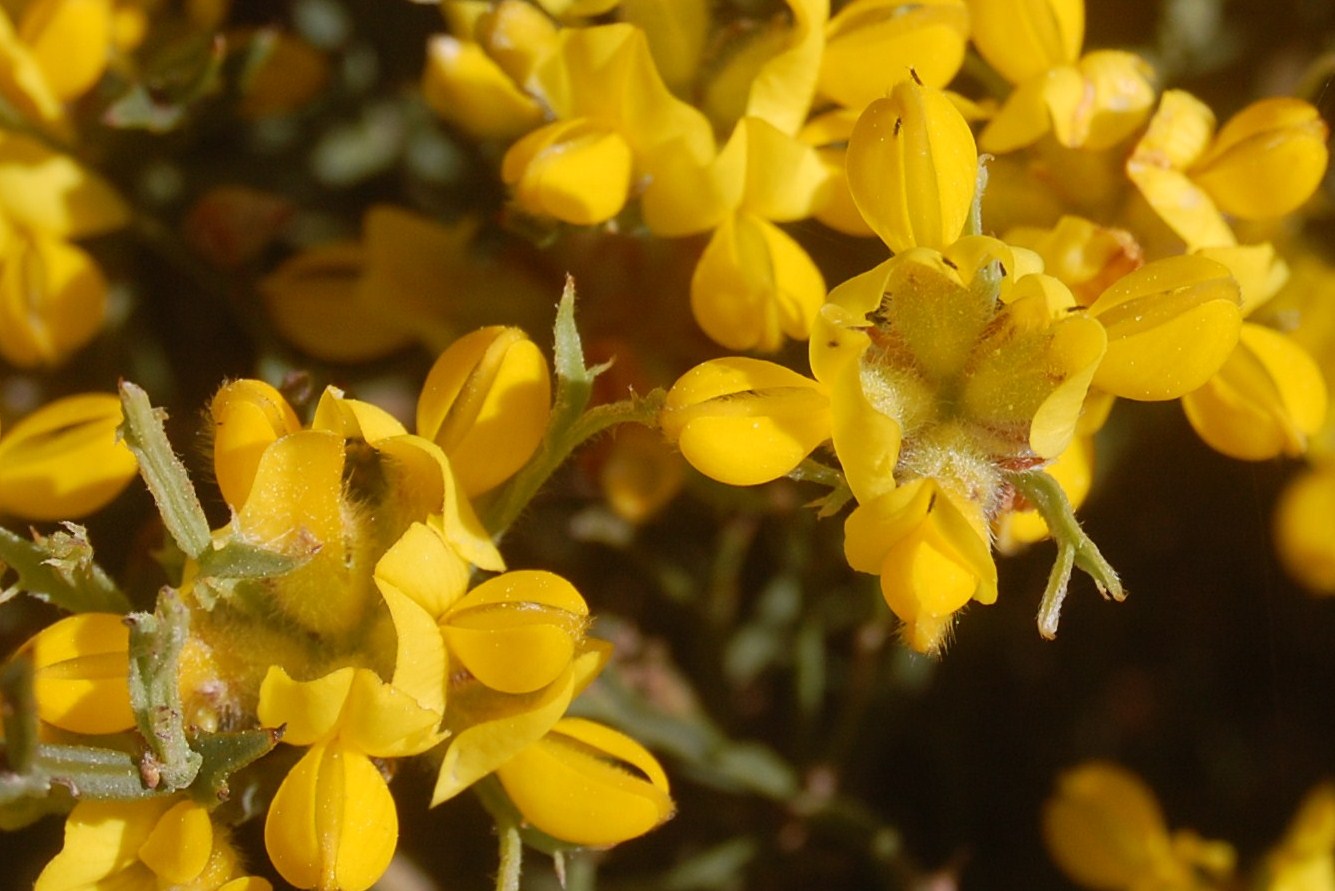 Plantas: Beleza e Diversidade: Carqueja (Pterospartum tridentatum)