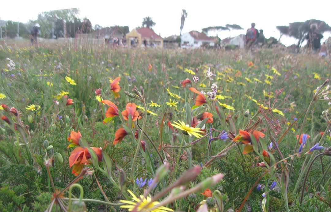 Iridaceae and a walk on Rondebosch Common with John Manning
