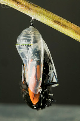 The Spanish Exile: Breaking the Cocoon