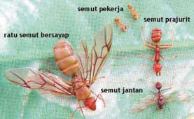 INTERAKSI ANTARA SEMUT DAN POHON PISANG