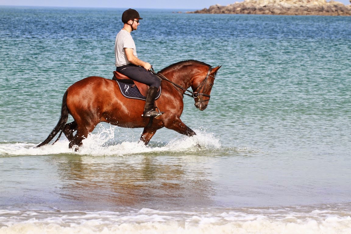Ecuries Coursin: Le prince Sandro, vu par un photographe