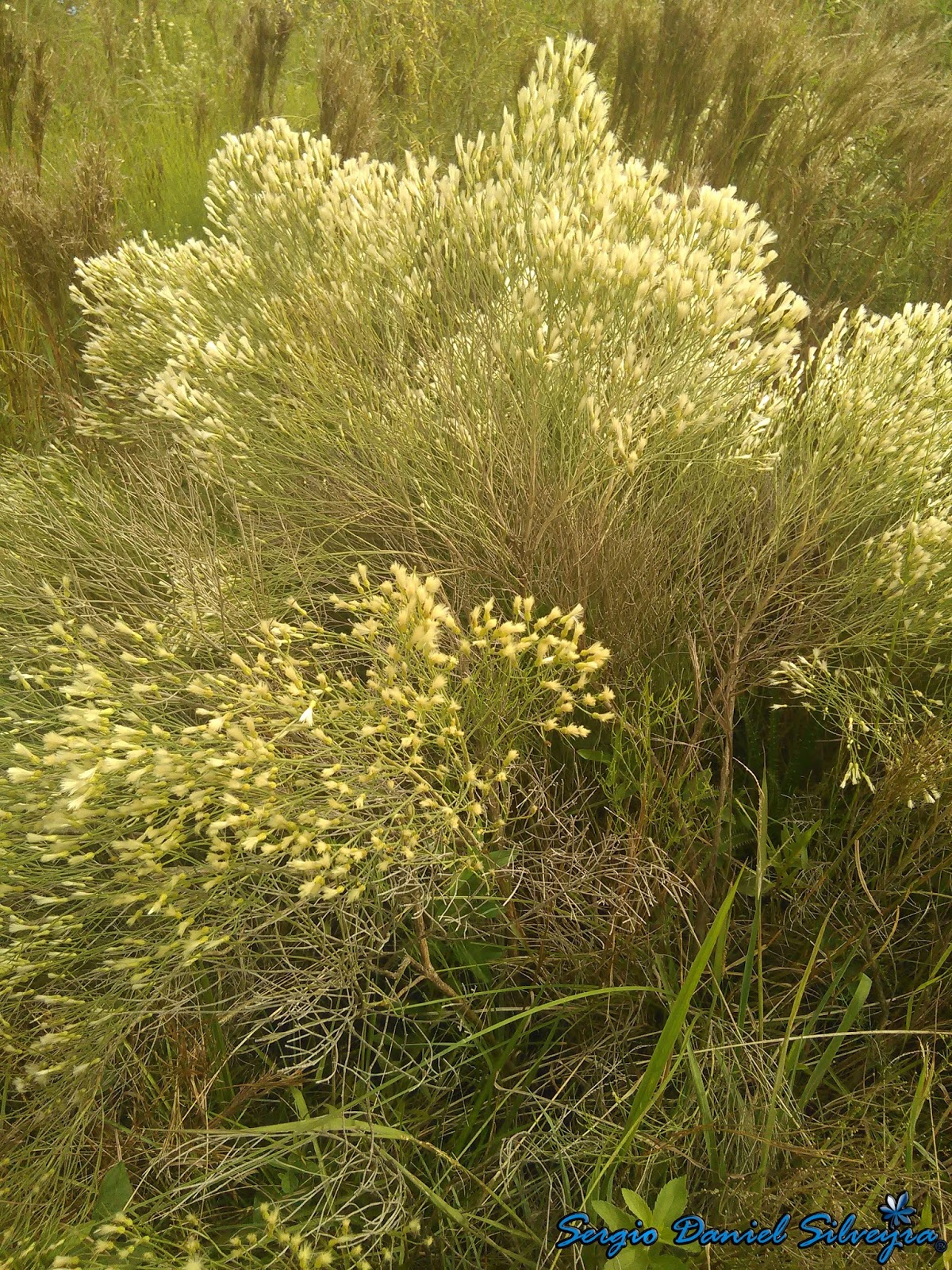 Flora Nativa de Entre Rios